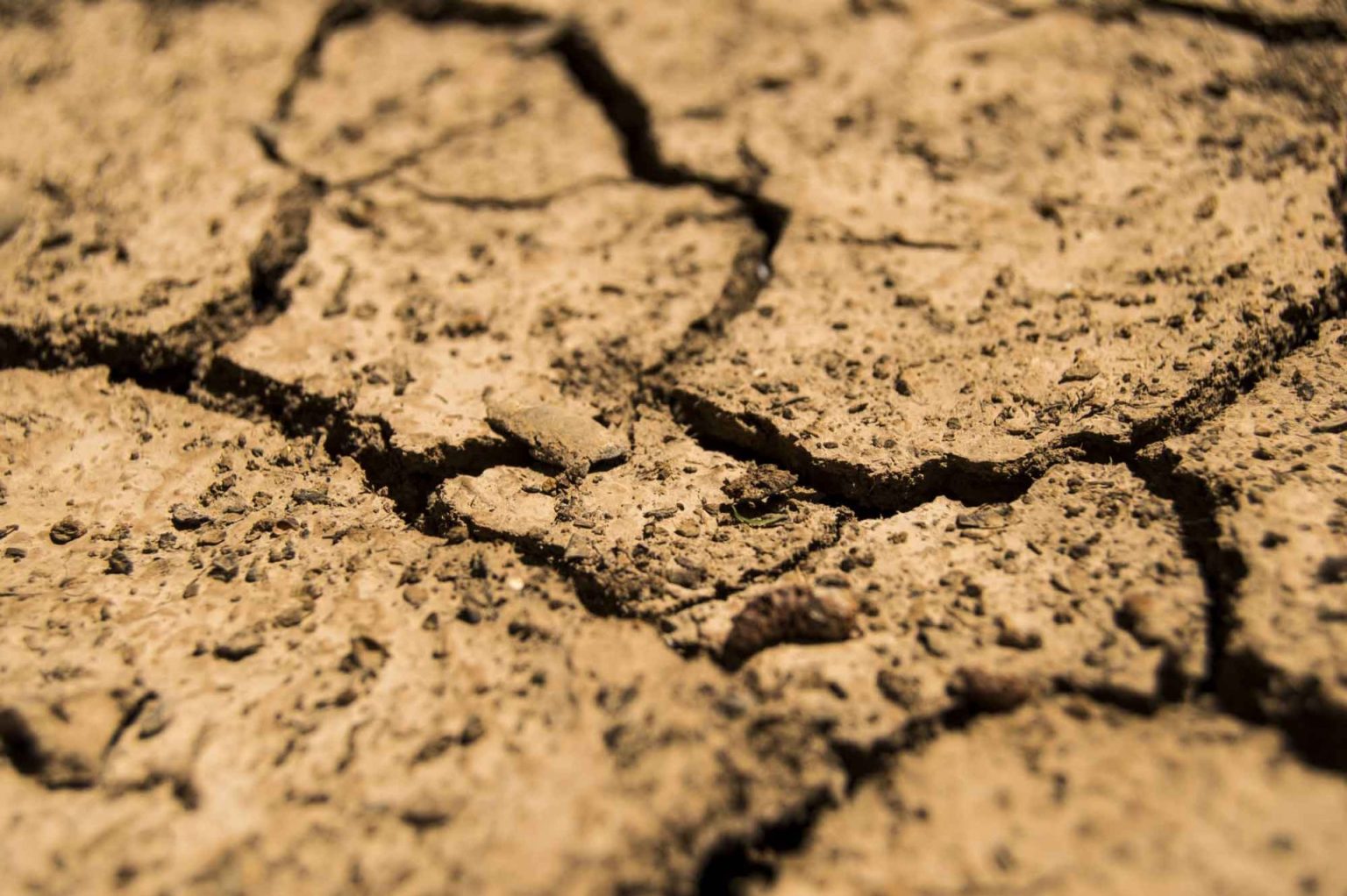 AnaEE Research on Mediterranean Forest Resilience Accepted at FORECOMON ...